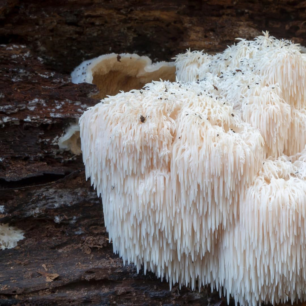organic mushrooms for cognitive support
