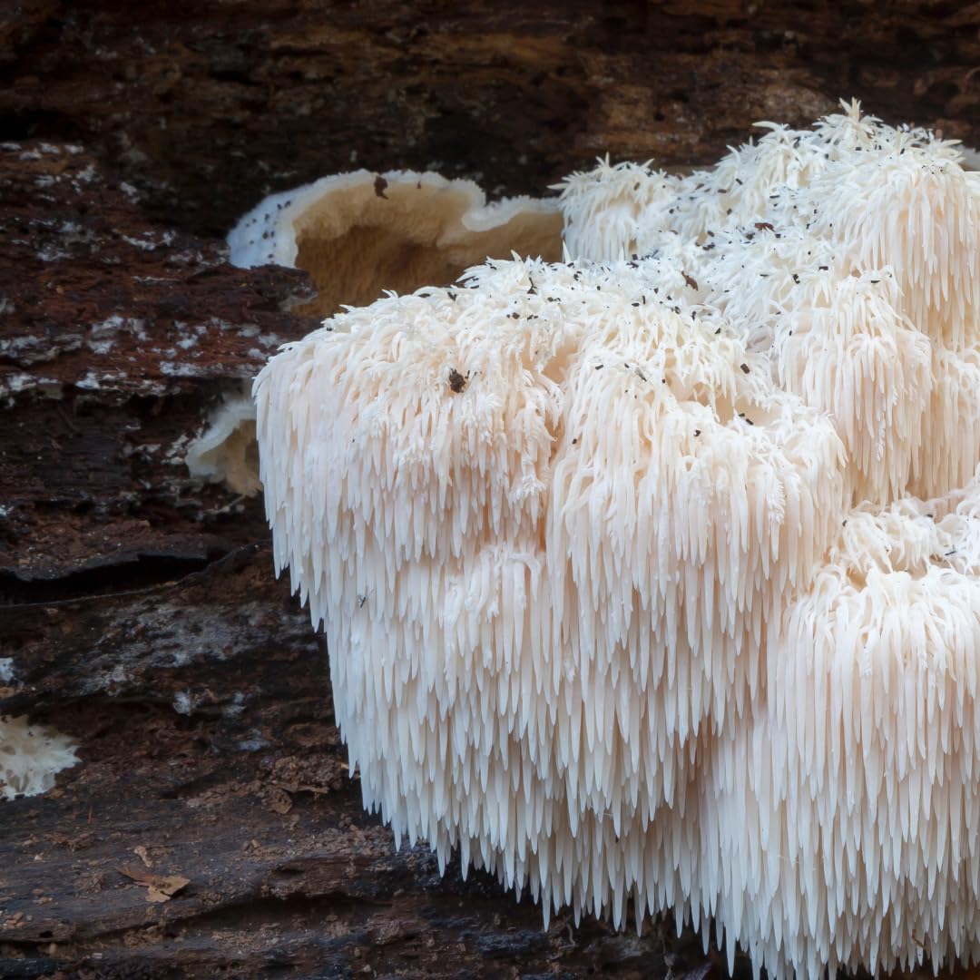 organic mushrooms for cognitive support