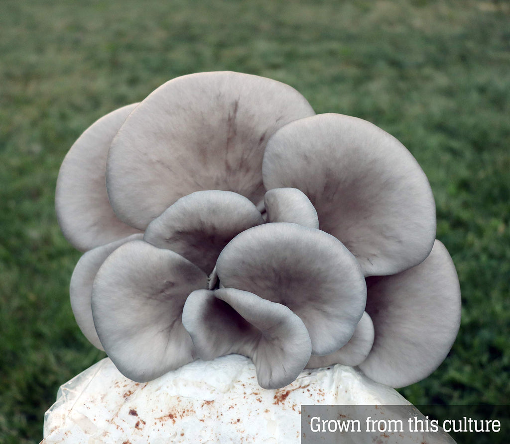 Organic mushrooms for healthy living