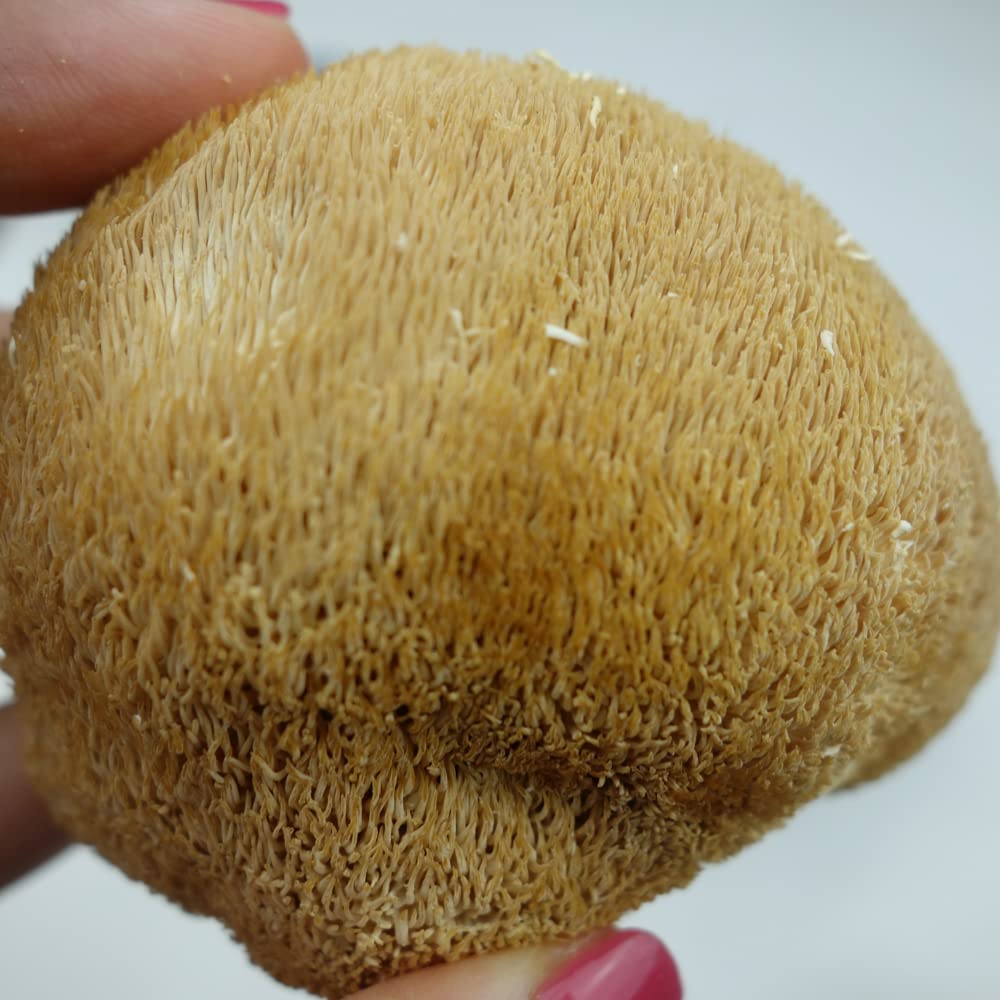 organic mushrooms for immune support