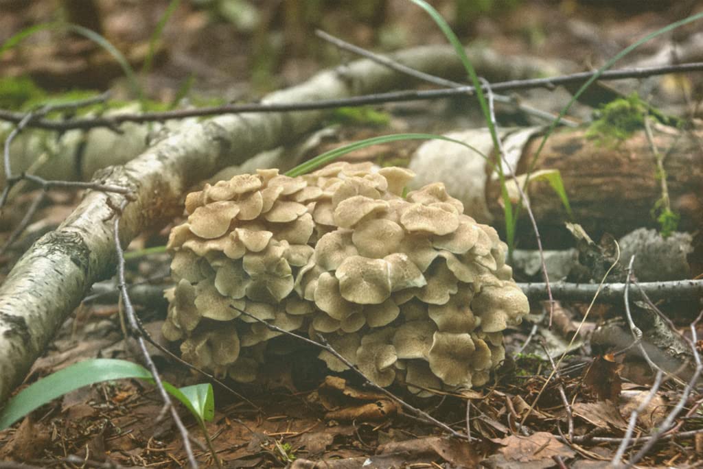 organic mushrooms for immune support