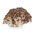 organic mushrooms for mental clarity