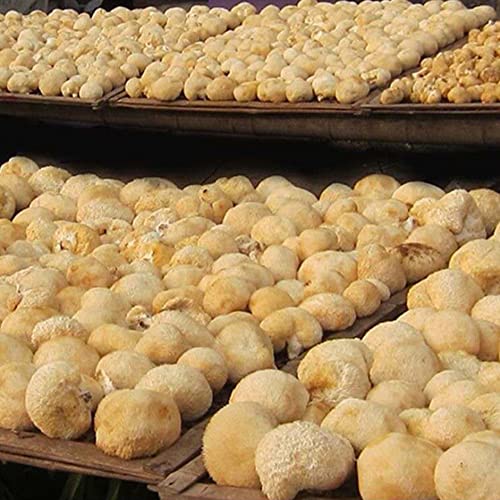 organic mushrooms for natural wellness