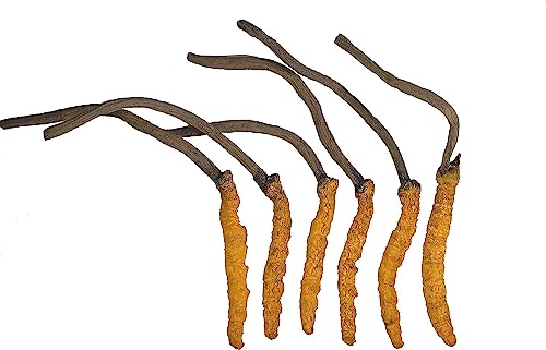 organic mushrooms for wellness support