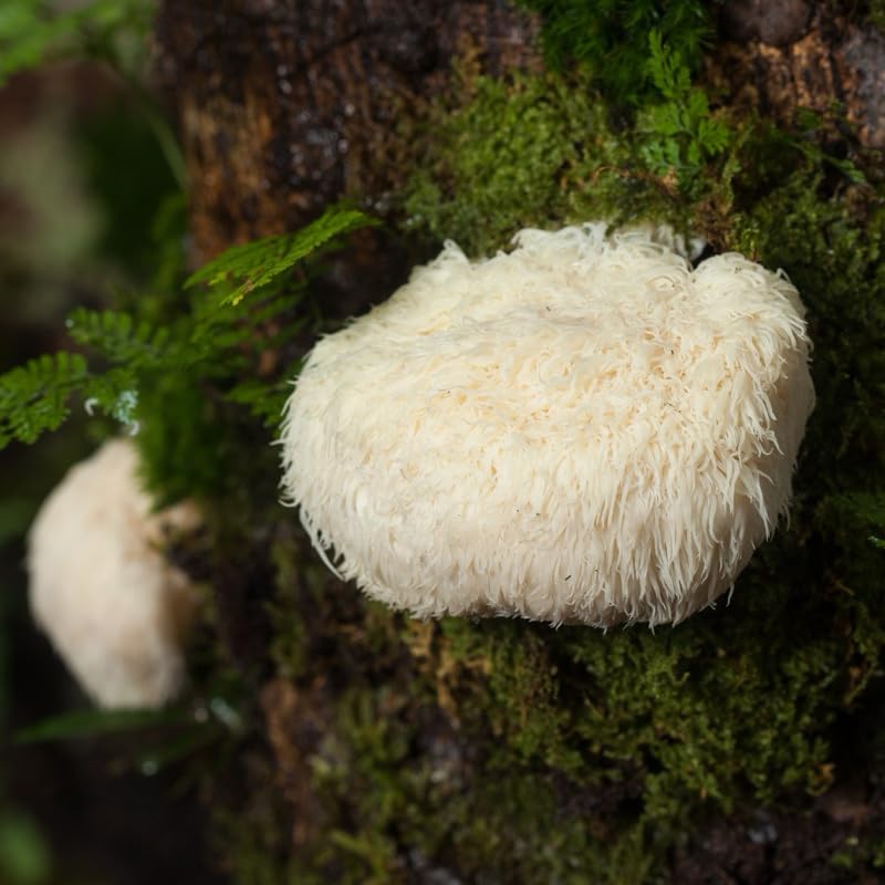 organic mushrooms for wellness