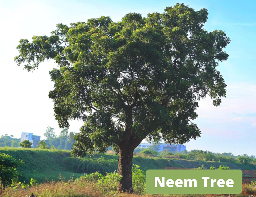 Organic neem for beauty enhancement