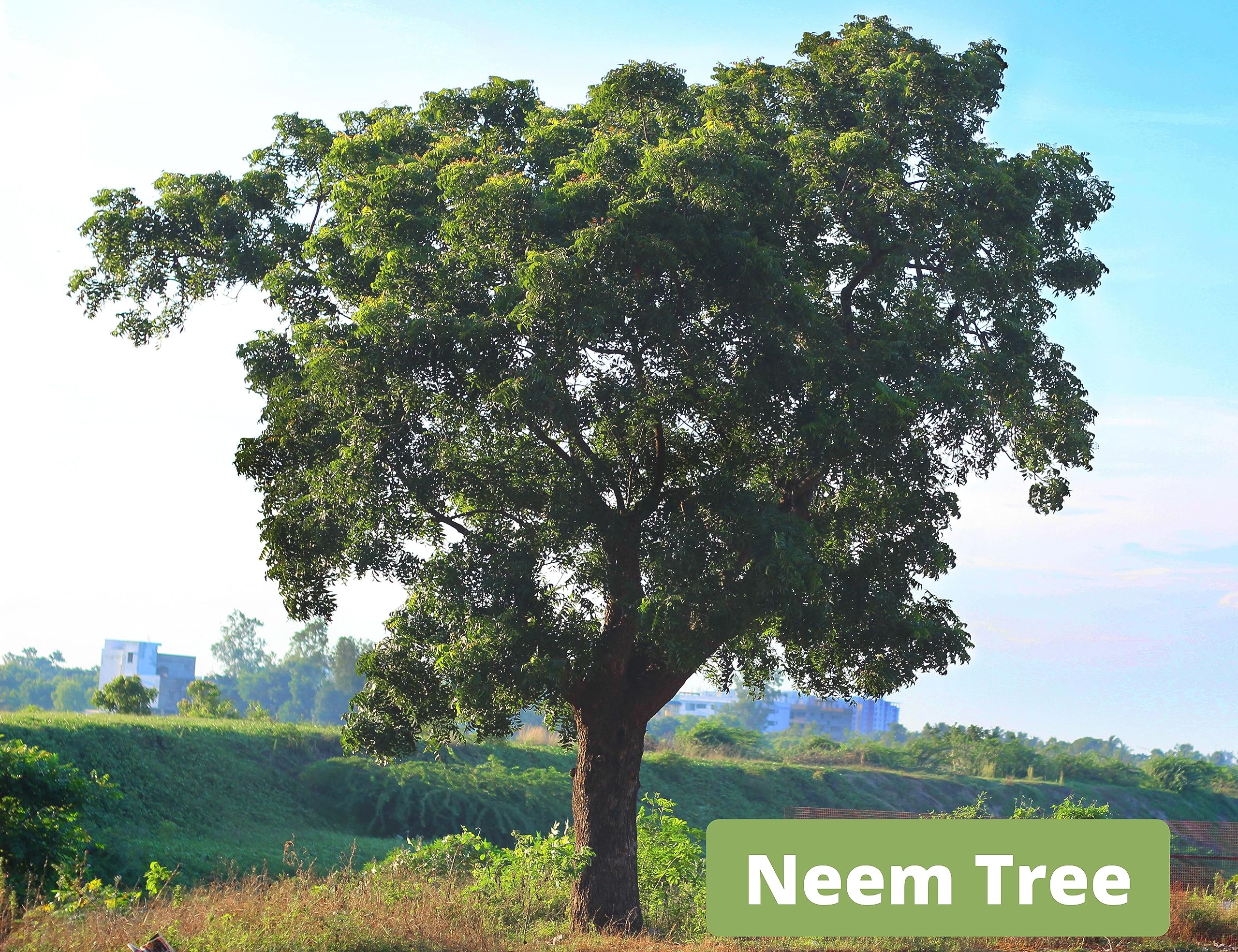 Organic neem for beauty enhancement