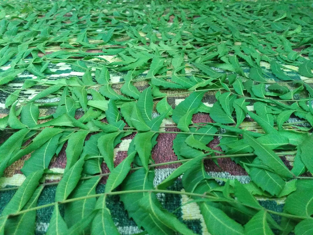 organic neem for herbal supplements