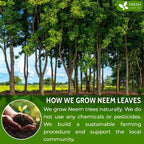 Organic neem leaf powder for wellness
