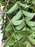organic neem leaves for detoxification