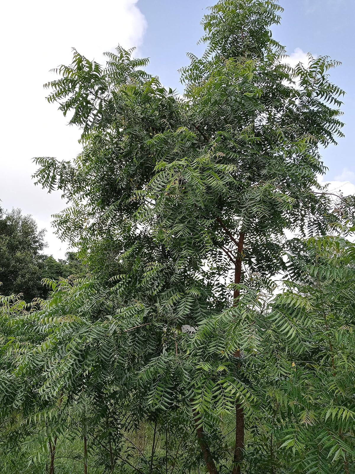 organic neem leaves for detoxification