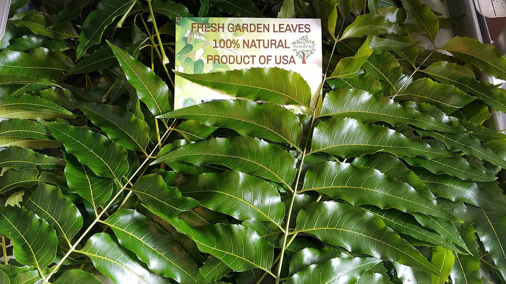 organic neem leaves for gardening