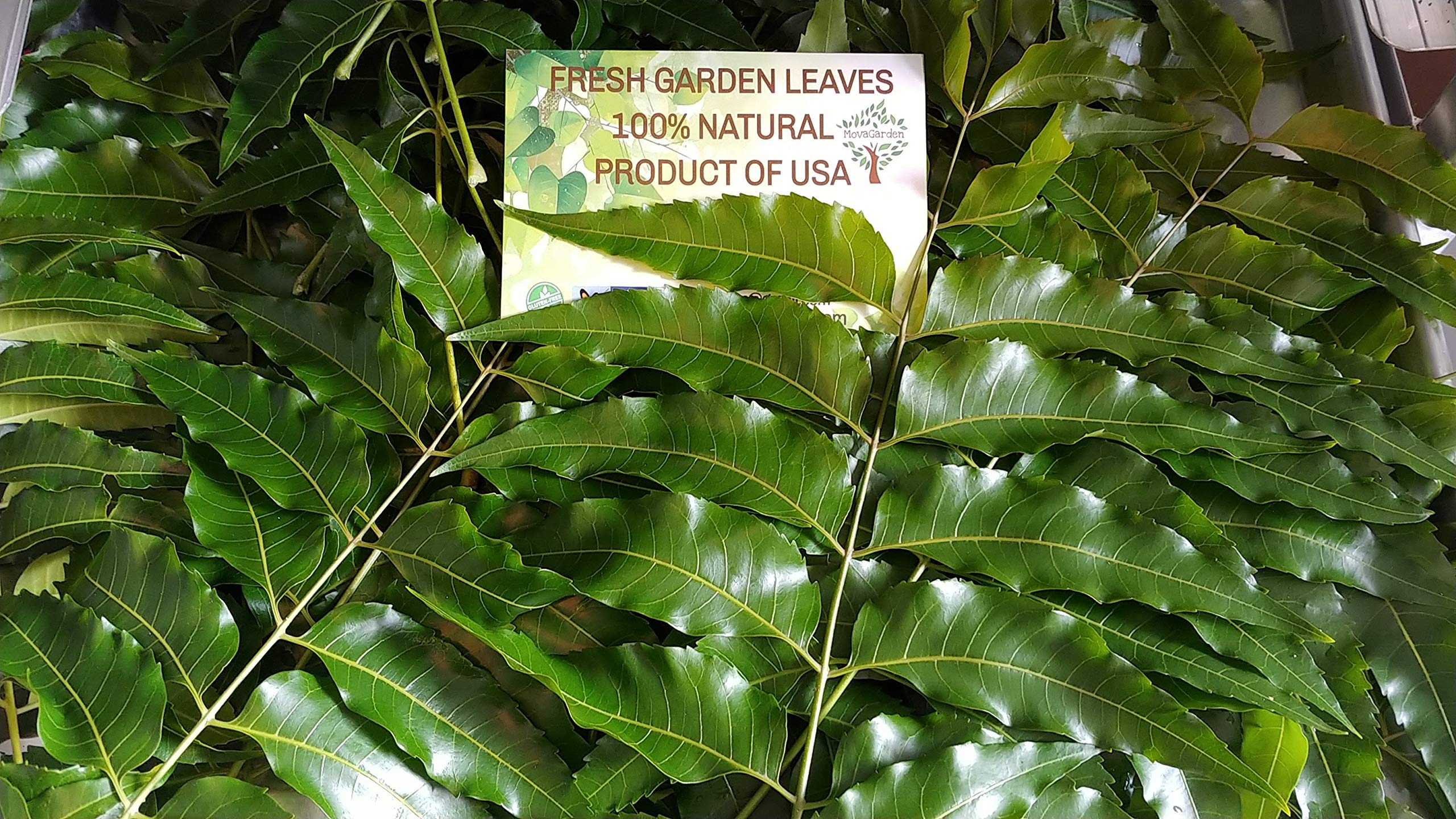 organic neem leaves for gardening