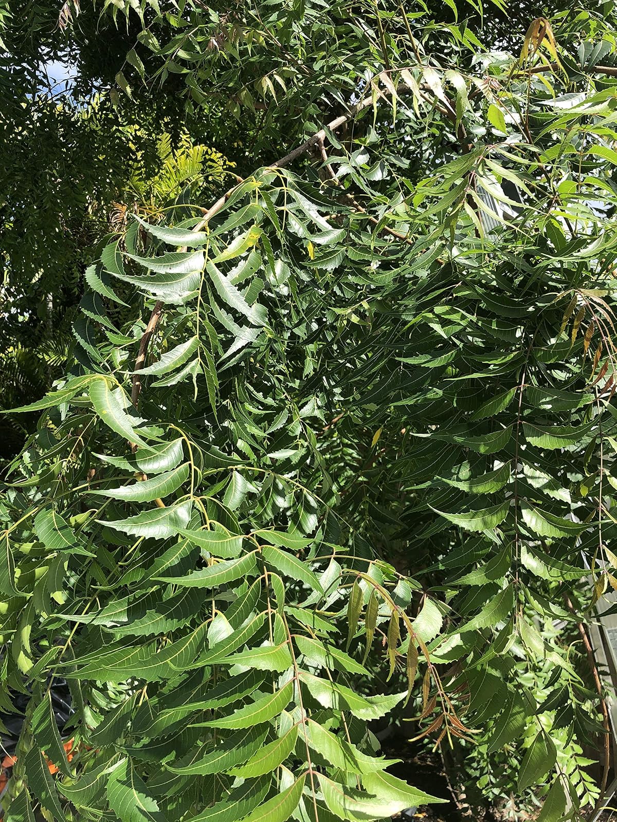 organic neem leaves for hair health