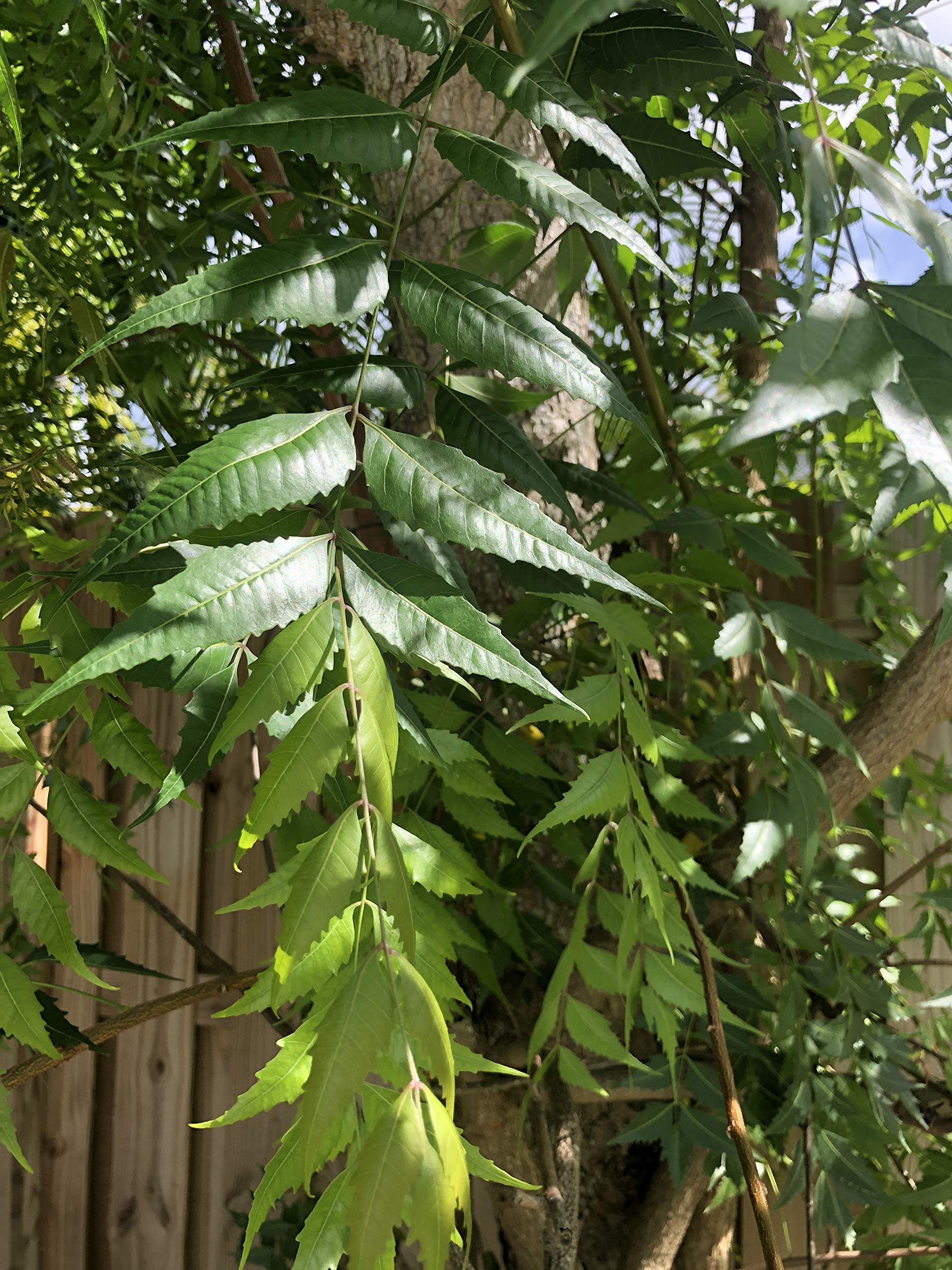 organic neem leaves for herbal supplements