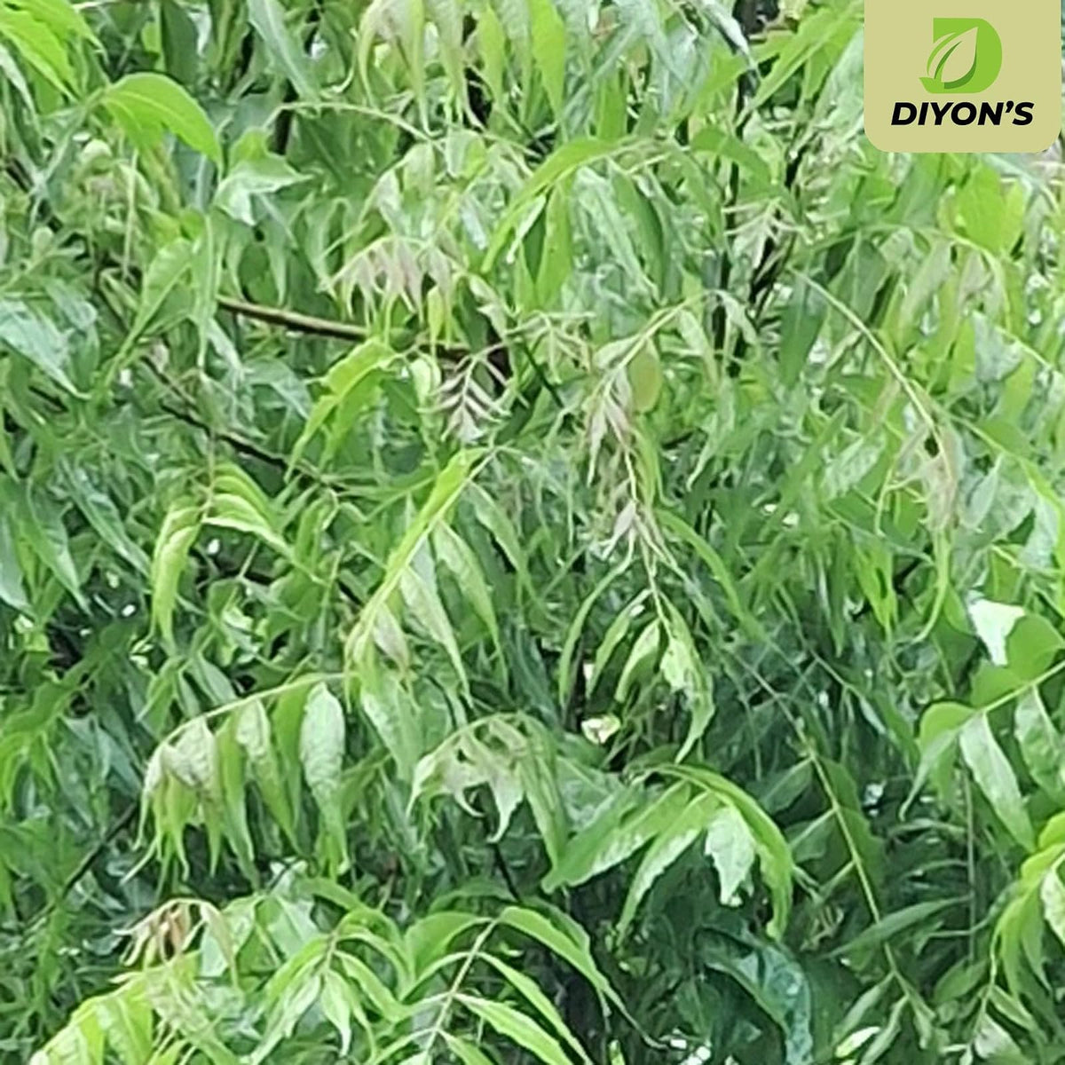 Organic neem leaves for wellness