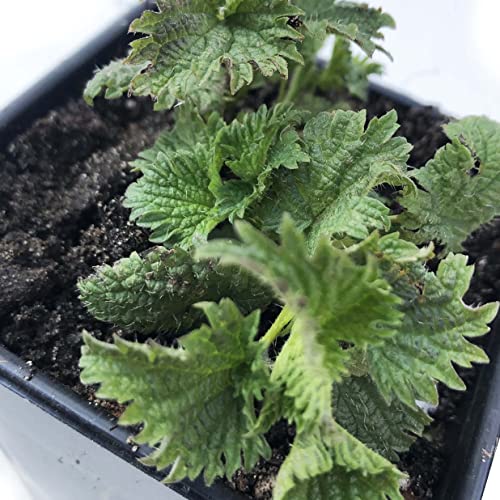 organic nettle plant for gardening
