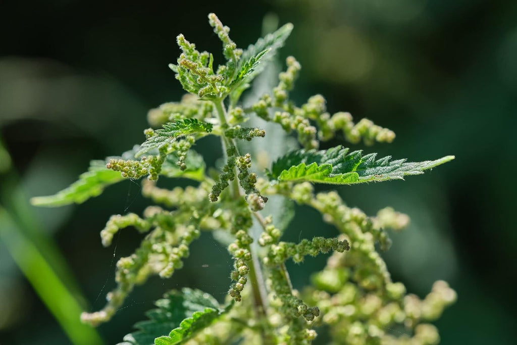 organic nettle seeds for natural wellness