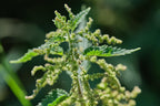 organic nettle seeds for natural wellness