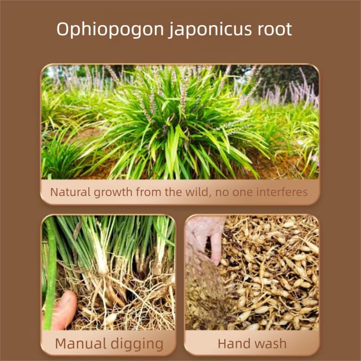 Organic Ophiopogon japonicus tea