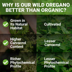 organic oregano oil for everyday health