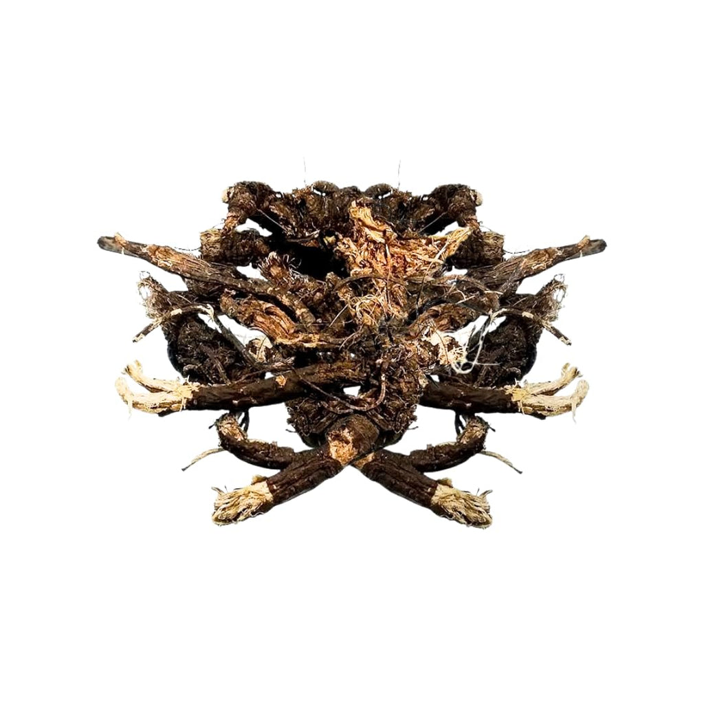 Organic Osha root for immune support