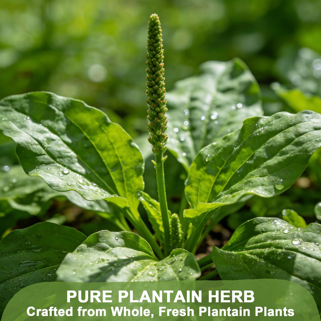 organic plantain leaf tea for digestion