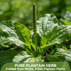 organic plantain leaf tea for digestion