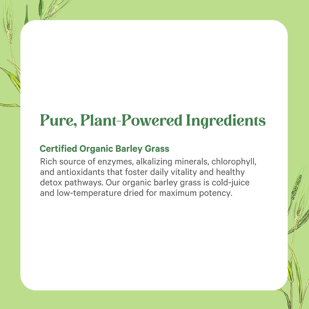 organic powder for detox and wellness