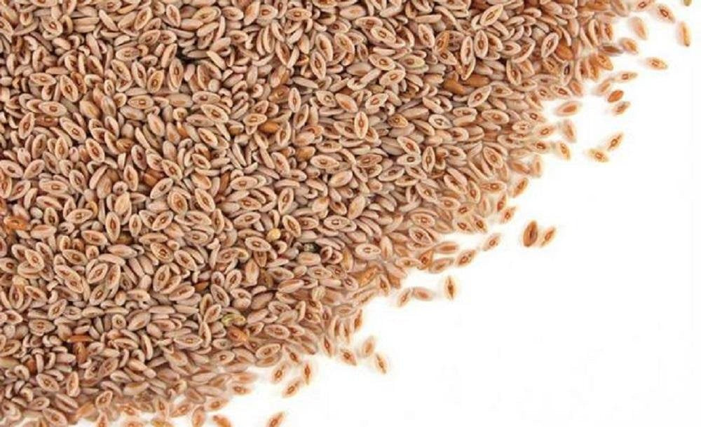 organic psyllium seed husk benefits