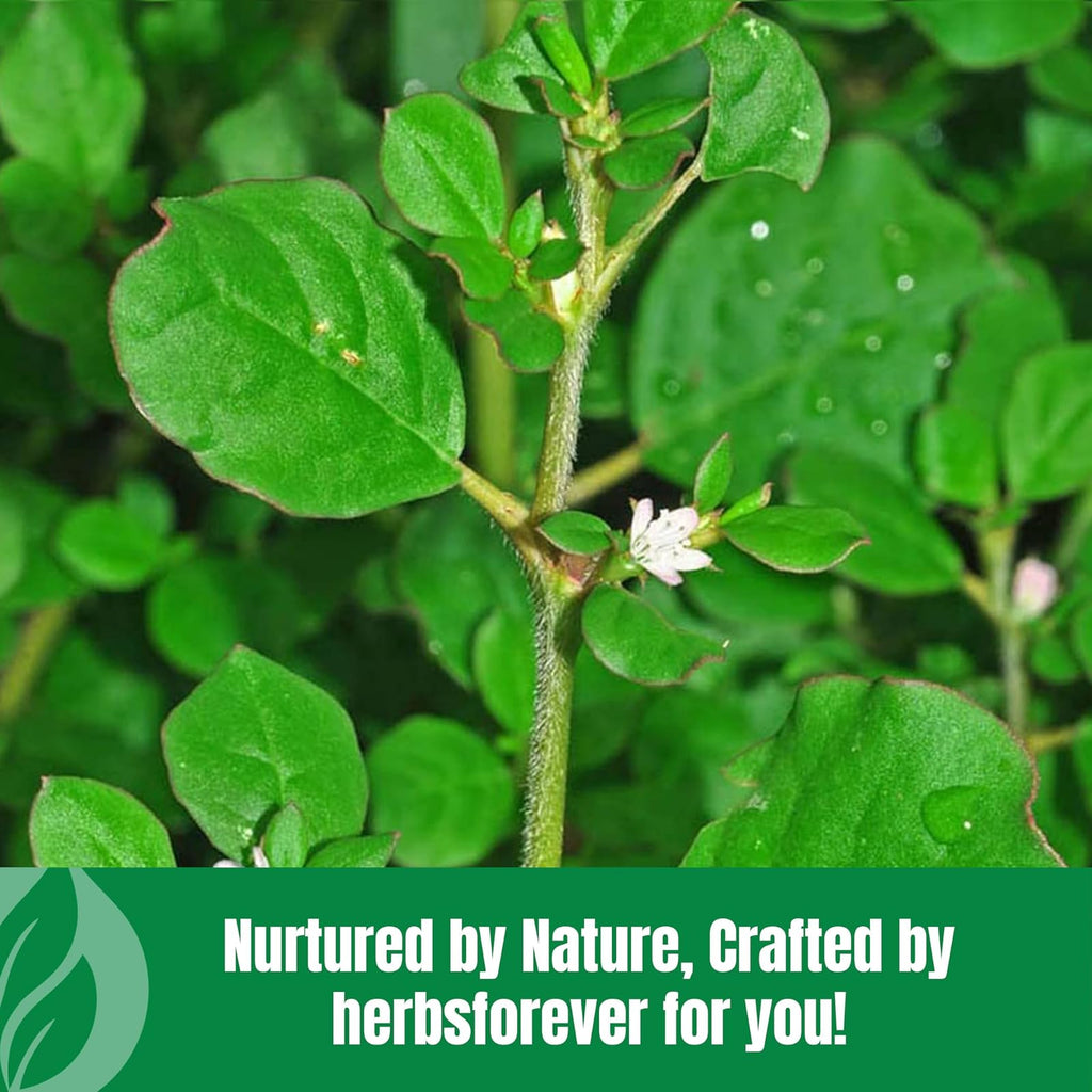 Organic Punarnava root for vitality