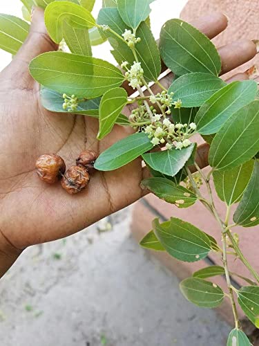 Organic Qasil powder for skin health
