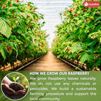 organic raspberry leaf tea benefits