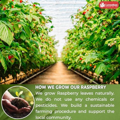 organic raspberry leaf tea benefits