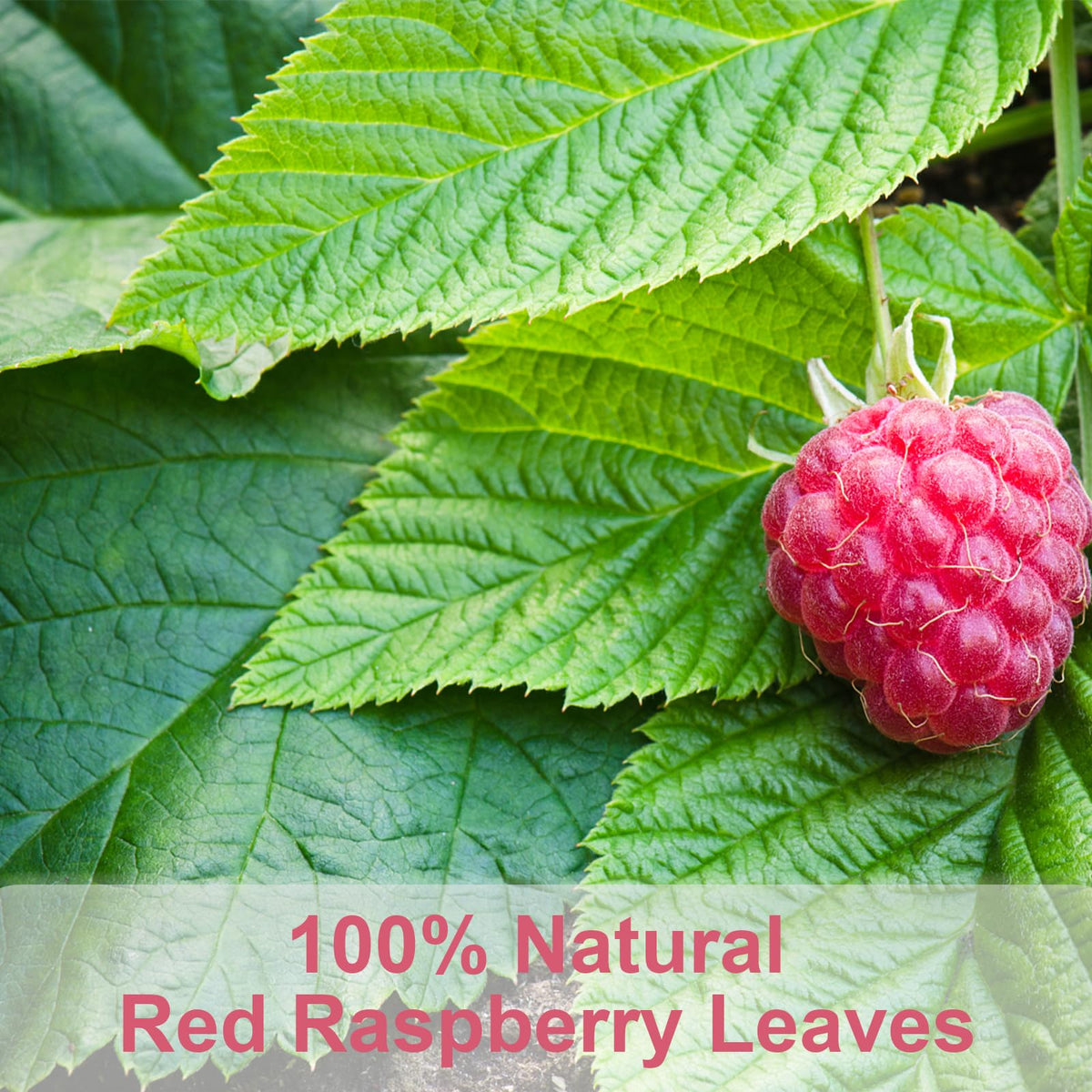 organic raspberry leaf tea for wellness