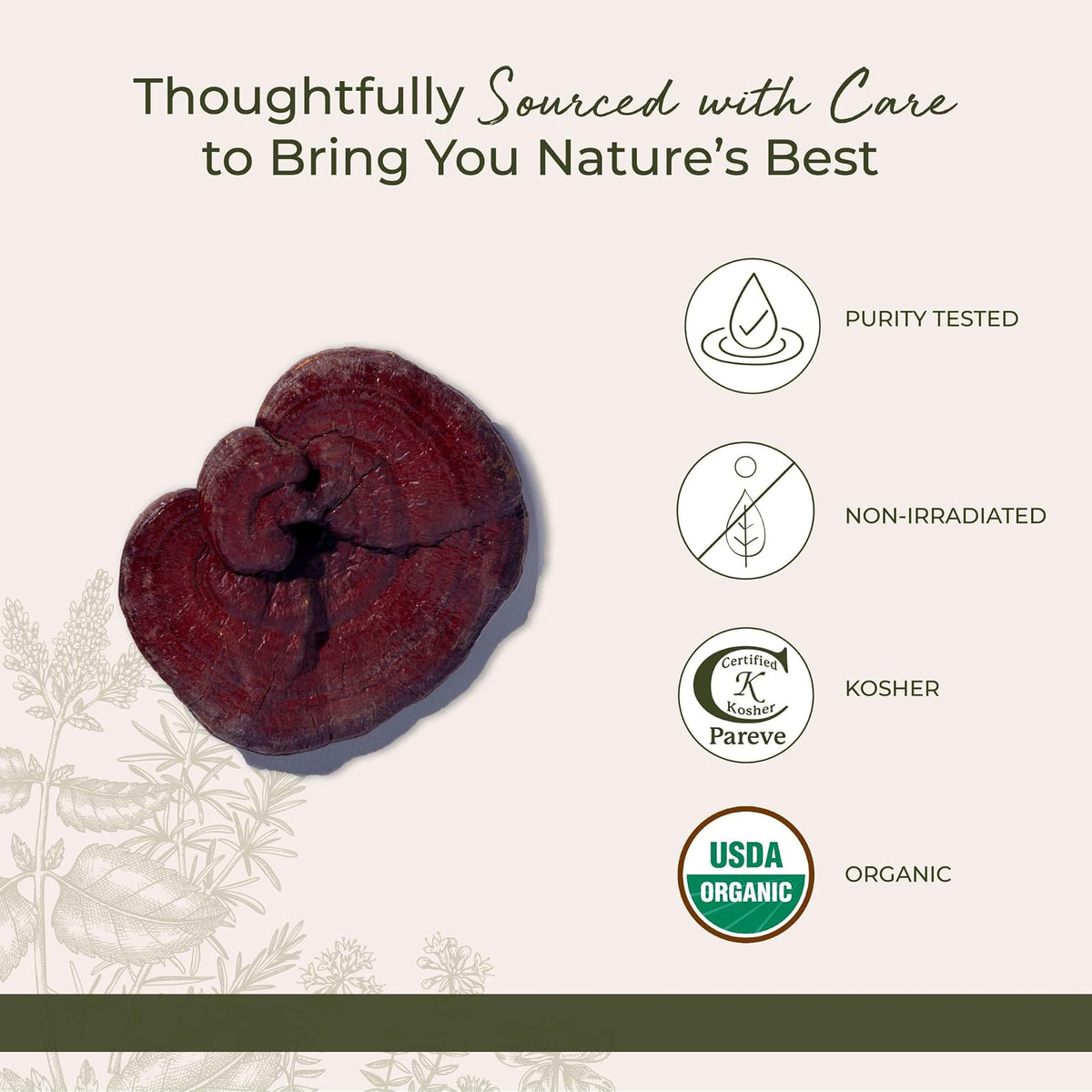 Organic Red Reishi mushrooms for health