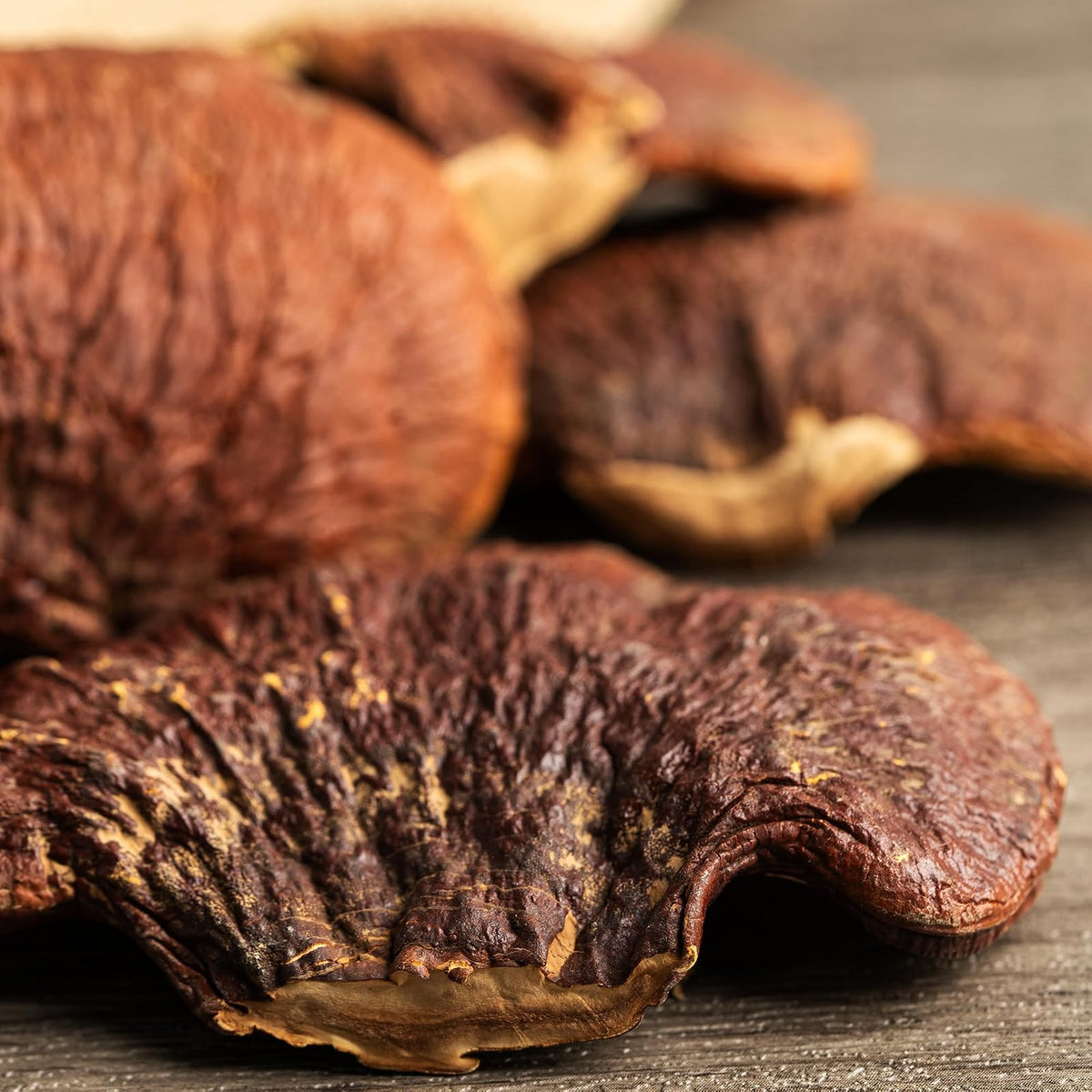organic reishi for immune support