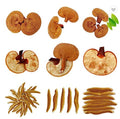 organic reishi mushroom health benefits