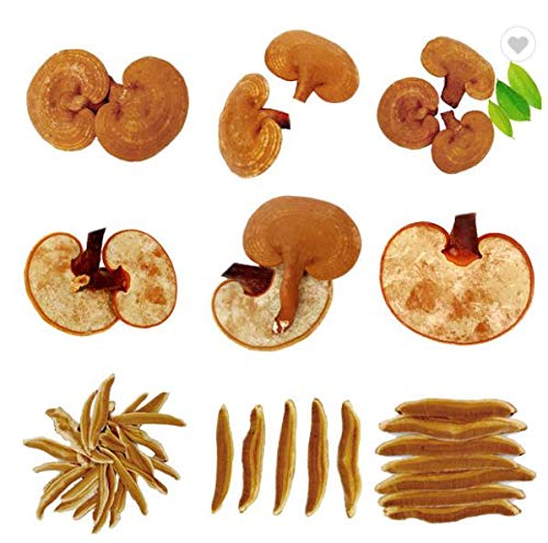 organic reishi mushroom health benefits
