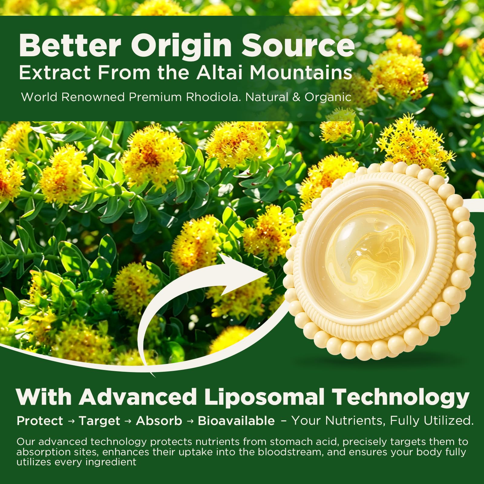 organic Rhodiola gummies for energy boost