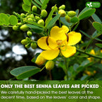 organic senna herbal detox tea