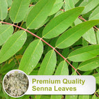 organic Senna tea bags for digestion