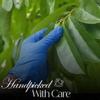 Organic soursop herbal infusion