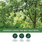 organic soursop leaves for tea