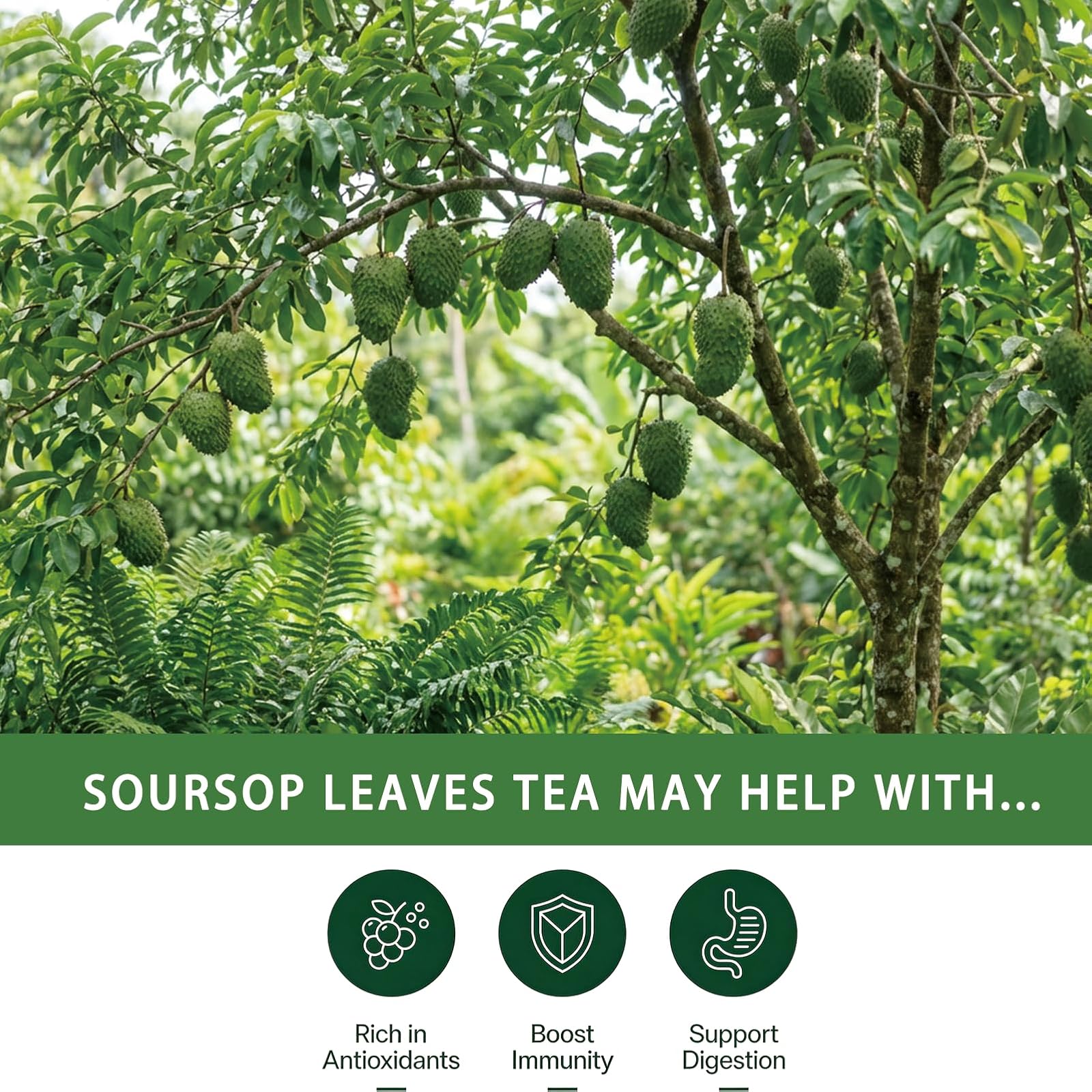 organic soursop leaves for tea