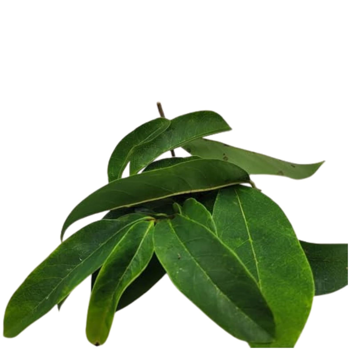 organic soursop leaves for tea