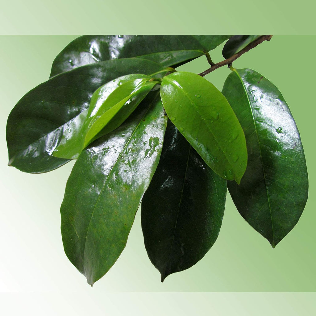organic soursop leaves for wellness