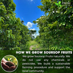 Organic Soursop powder for brewing