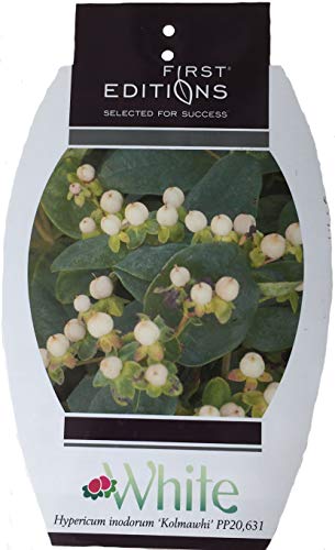 organic st. john's wort for vitality