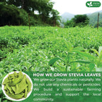 organic stevia leaves for tea infusions